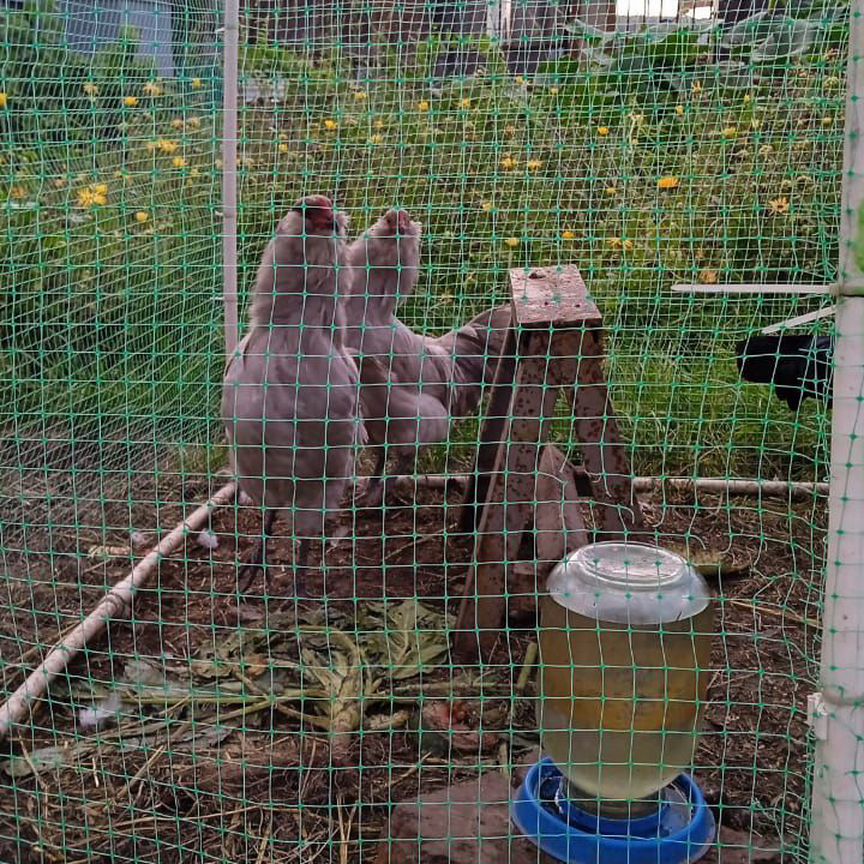 Петушки амераукана