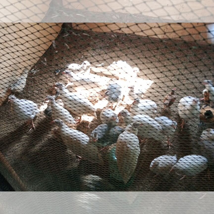 Цесарки