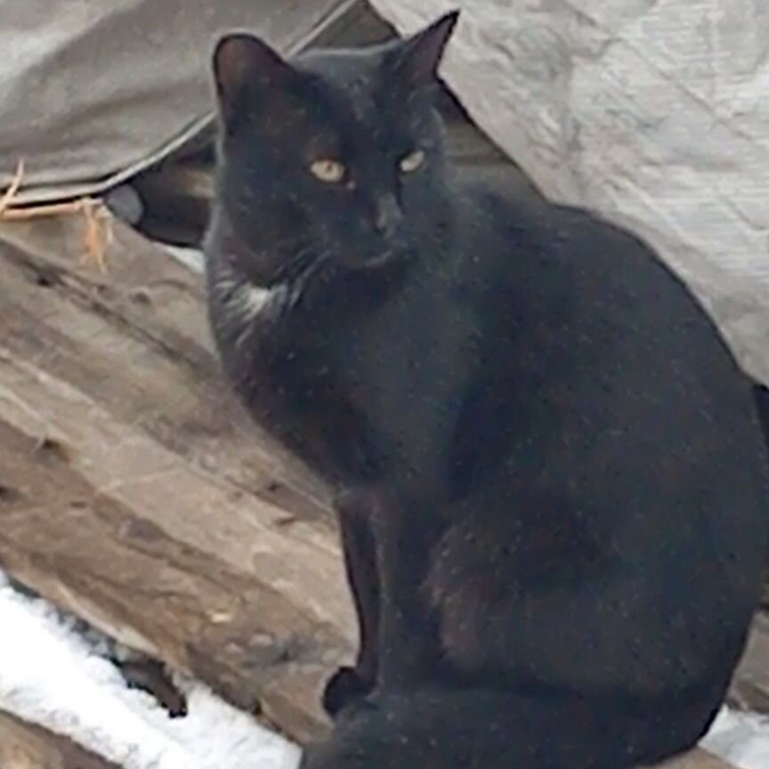 Пристраивается котик