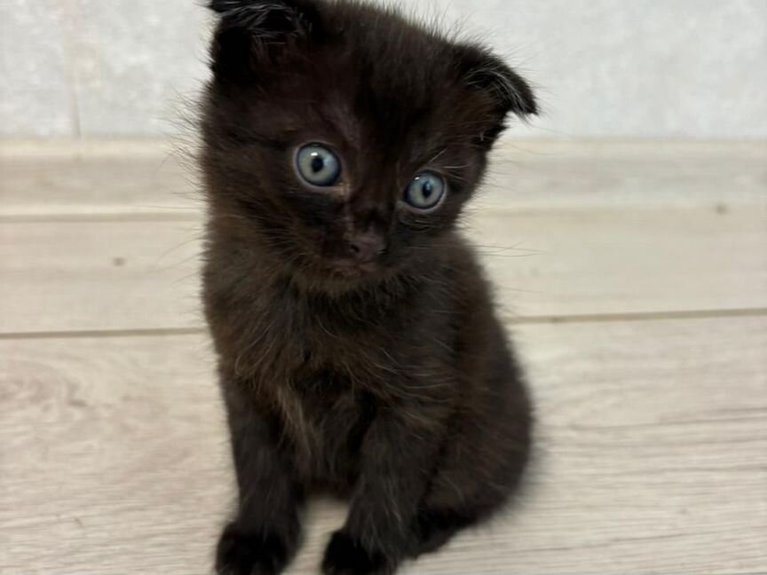 Шотландская вислоухая