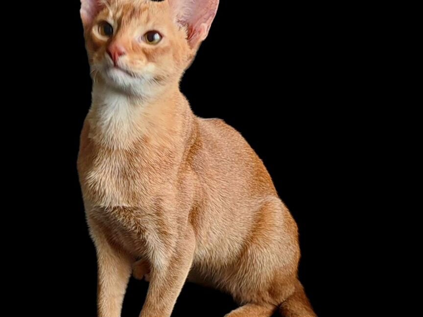 Абиссинский котëнок, Котик