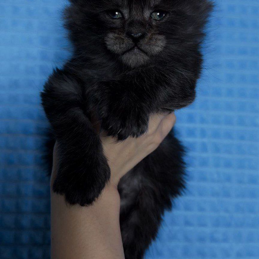 Котята мейкун