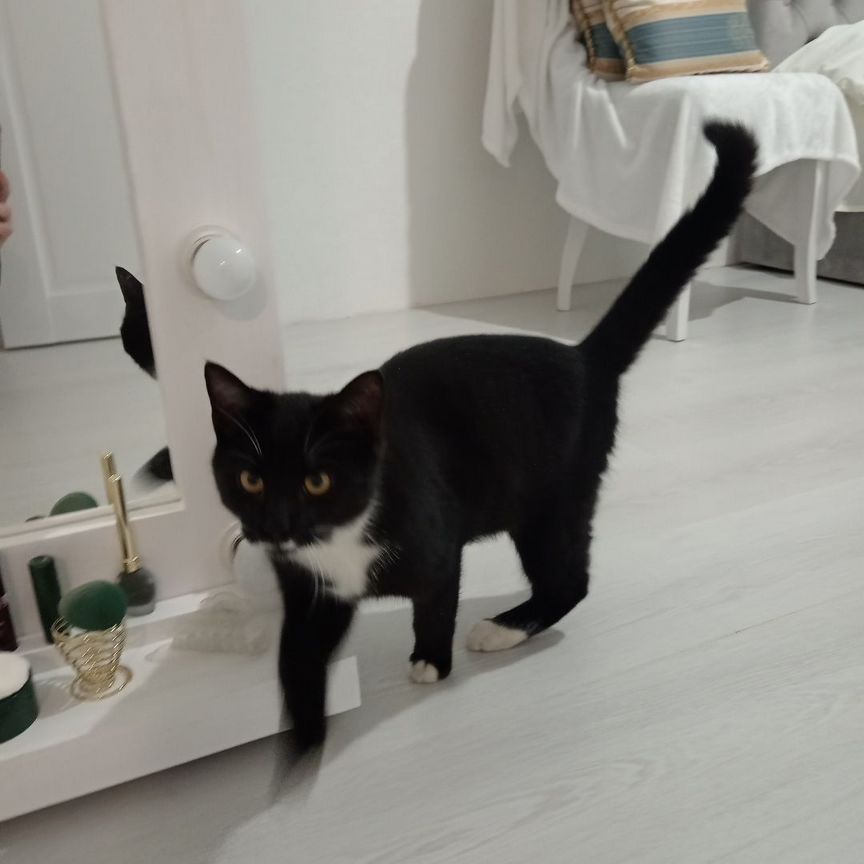 Котята