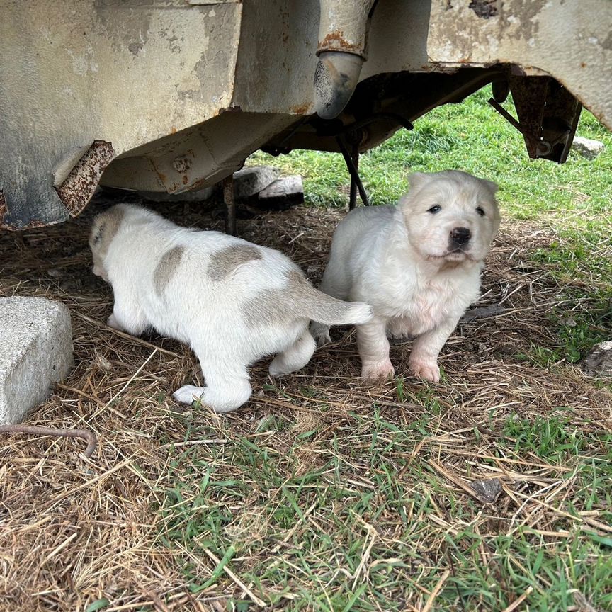 Щенки алабая