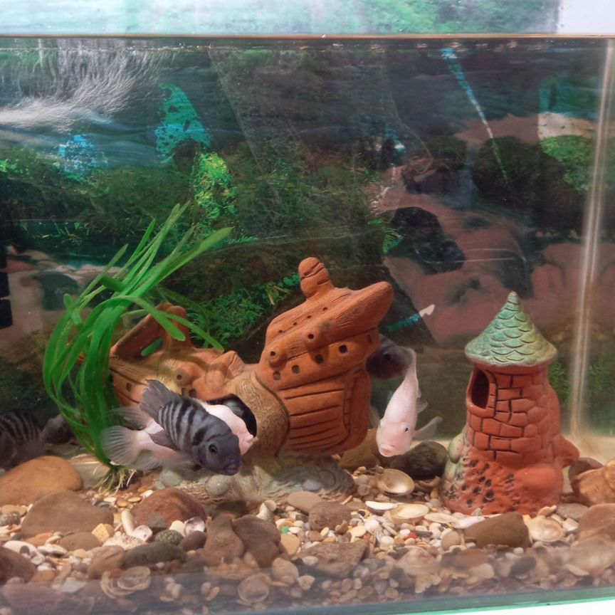 Аквариумные рыбы