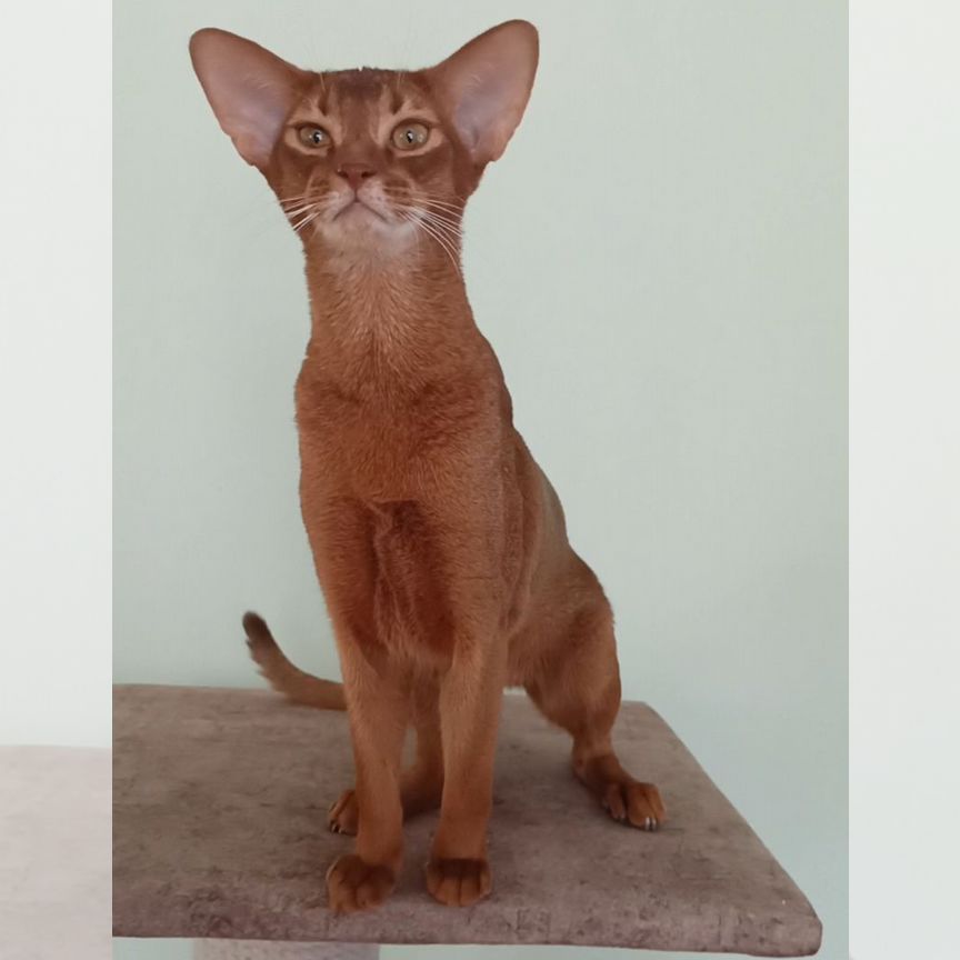 Абиссинский котёнок