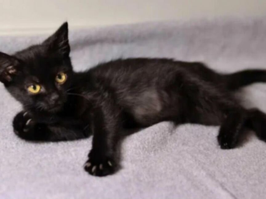 Черный котенок бесплатно