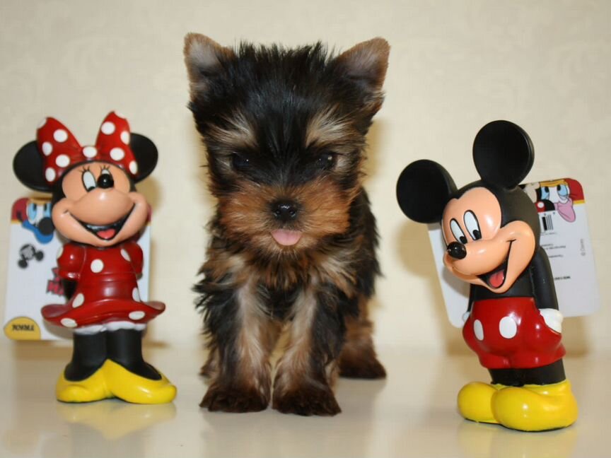 Йоркширский терьер