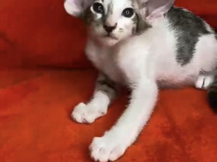 Ориентальный котенок, мальчик