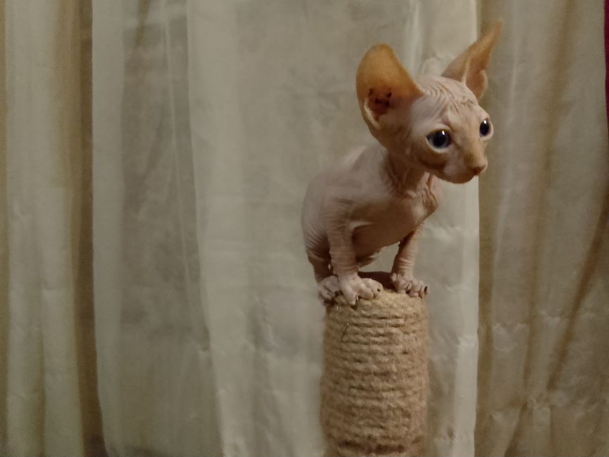 Канадский сфинкс котята