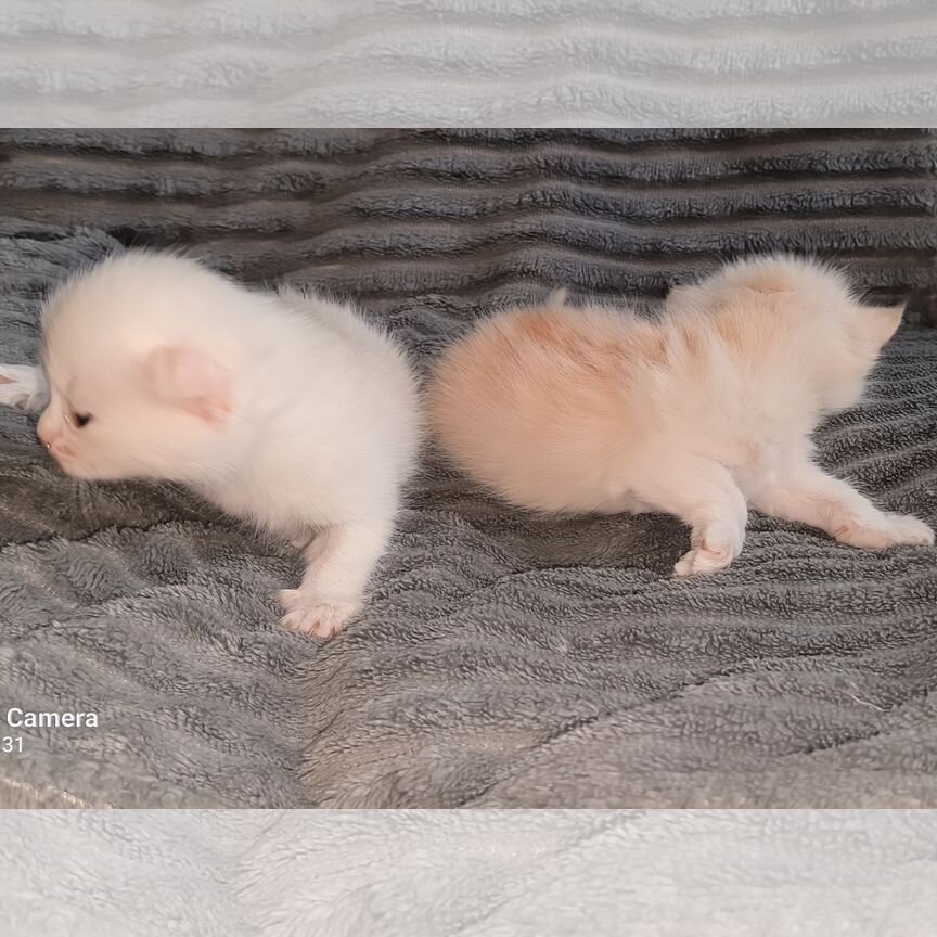 Шотландский вислоухий длинношёрстный котёнок