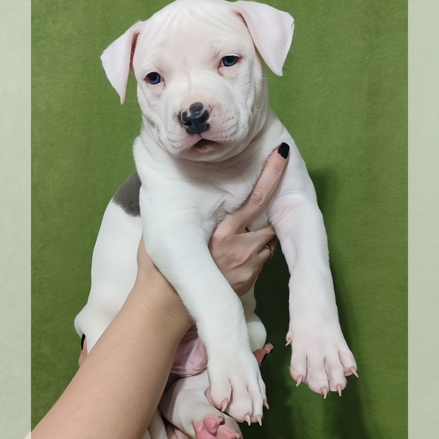 Американский стаффордширский терьер, щенок