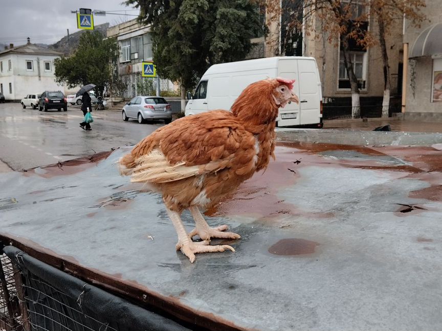 Реализуем продажу кур несушек