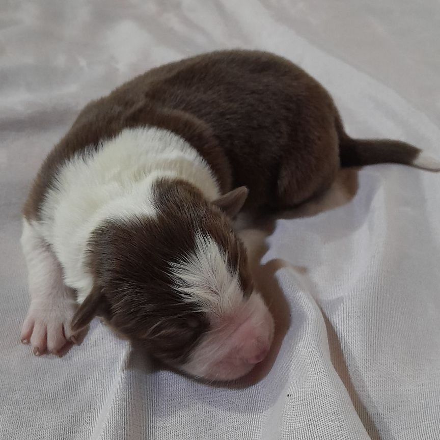 Бордер-колли, щенок