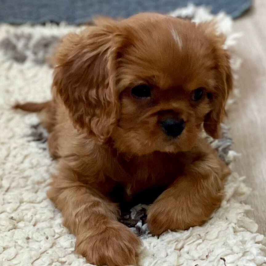 Кавалер кинг-чарльз-спаниель, щенок