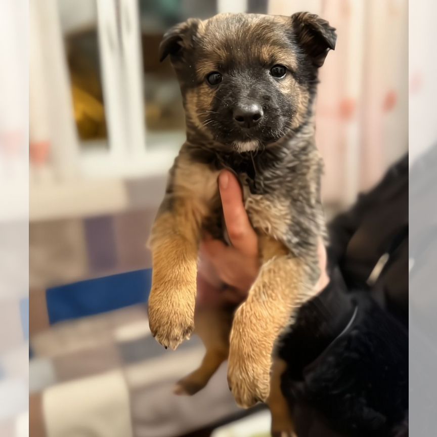 Щенок в добрые руки