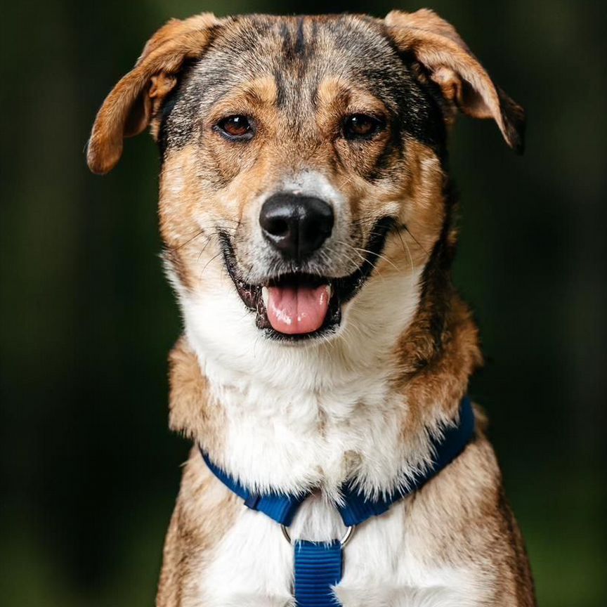 Взрослая собака в добрые руки