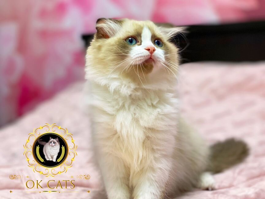 Малышка манчкин лонг в шикарном типаже