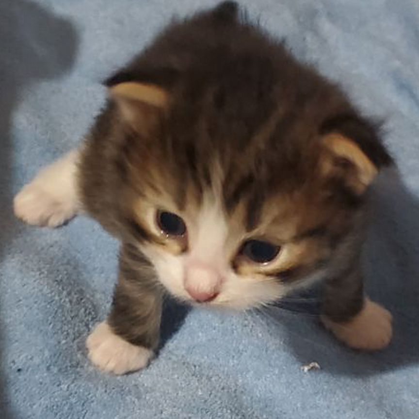 Котёнок в добрые руки