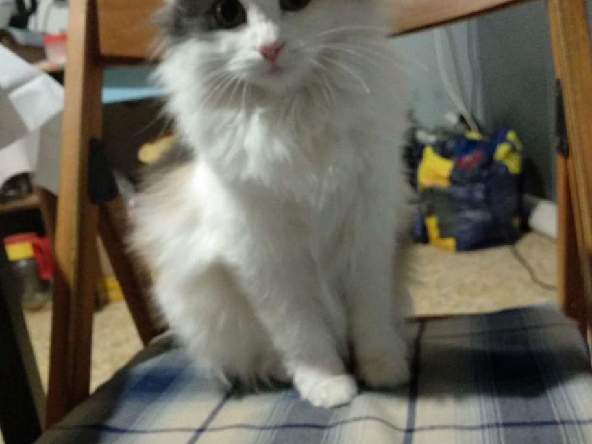 Кисонька подросток ищет дом