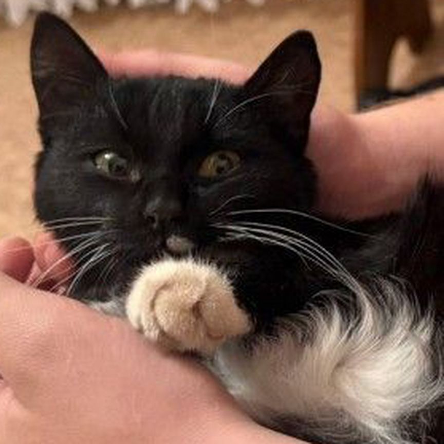 Взрослая, кошка в добрые руки