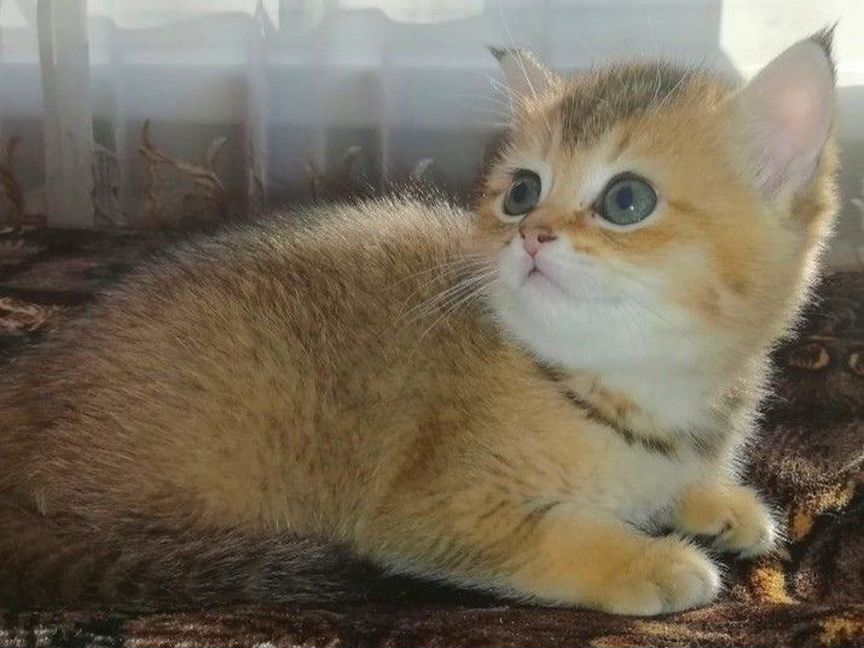 Шотландские золотые котята скоттиш страйт