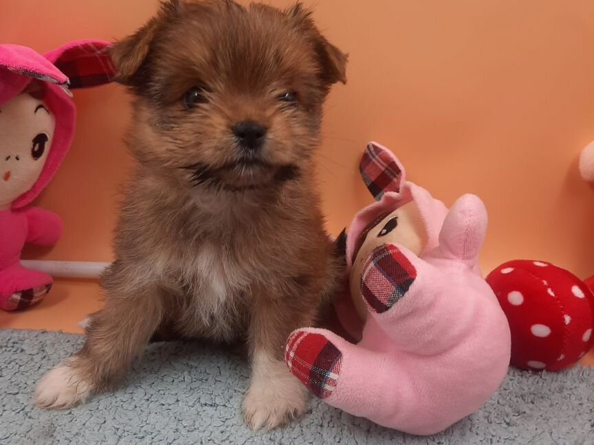 Золотая йорочка