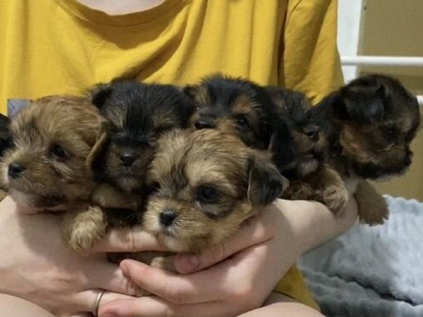 Йоркширский терьер щенки