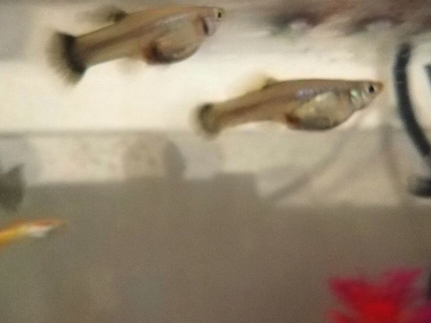 Рыбки гуппи самки