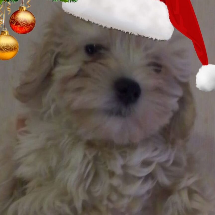 Щенки мальтипу