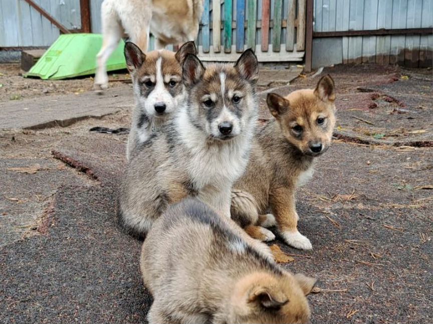 Щенки западно сибирской лайки зсл