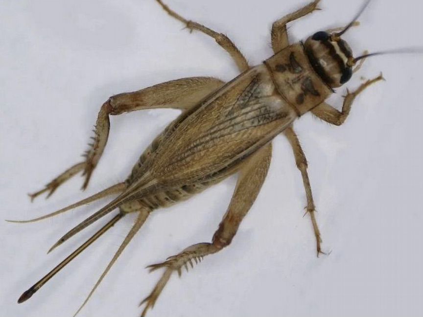 Сверчки кормовые