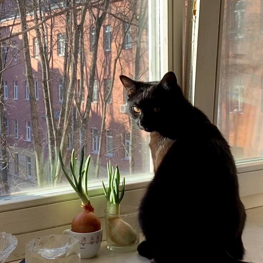 Черныш в добрые руки