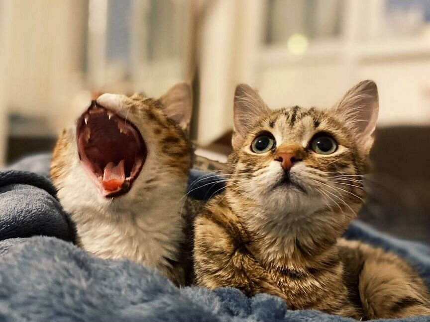 Котята в добрые руки бесплатно