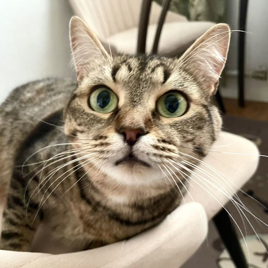 Взрослая, кошка в добрые руки