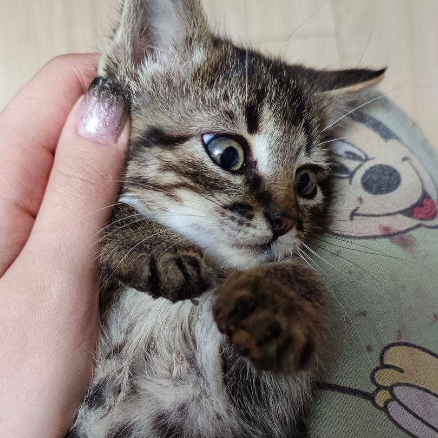 Котята в добрые руки бесплатно