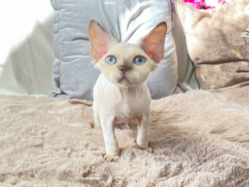 Девон рекс девочка