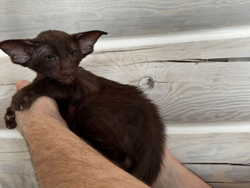 Ориентальные котята