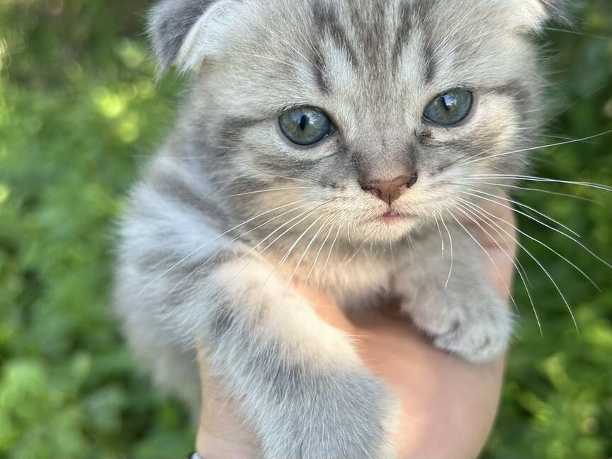 Шотландские вислоухие котята