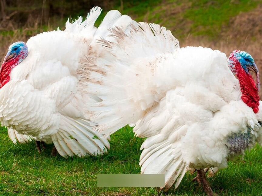 Индюки живым весом