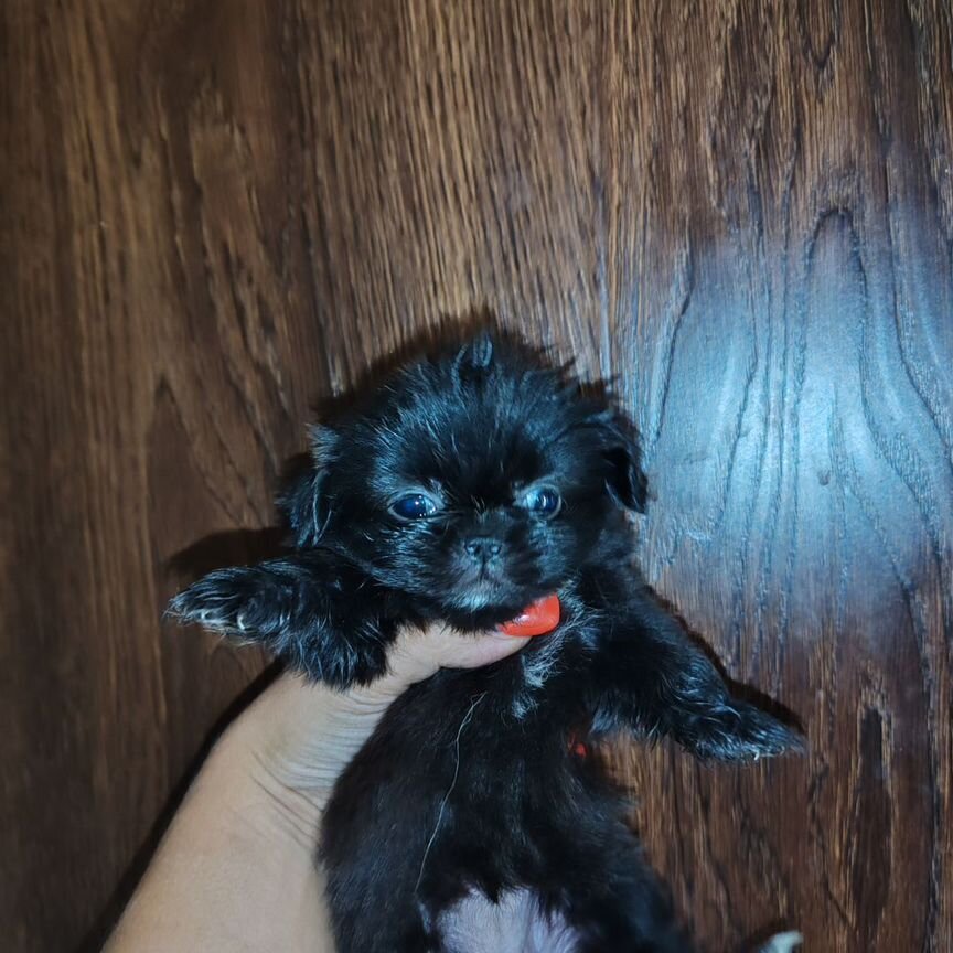 Щенки пекинеса