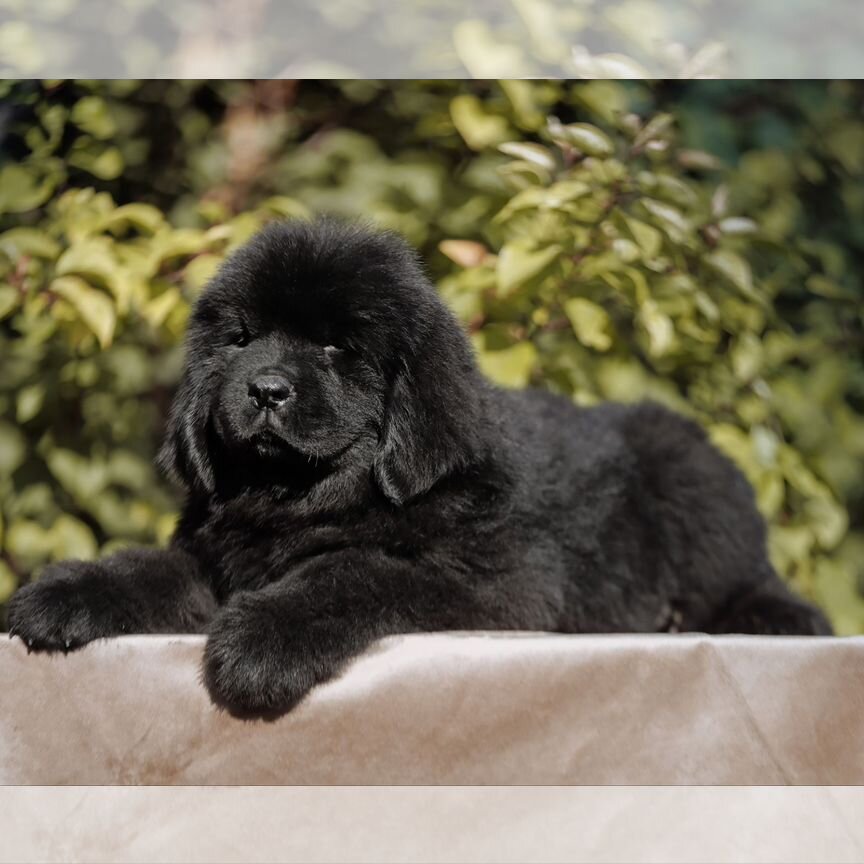 Ньюфаундленд, щенок