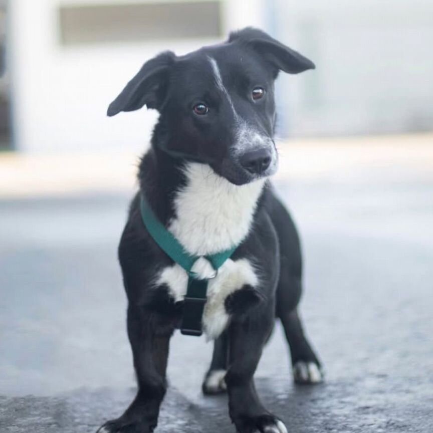 Щенок в добрые руки