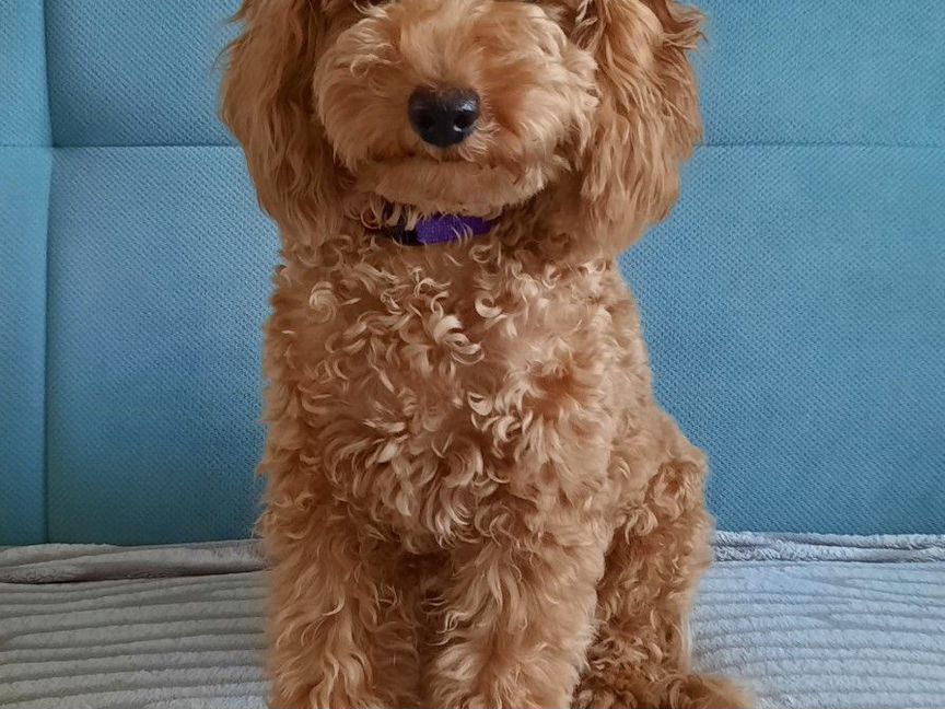 Карликовый пудель