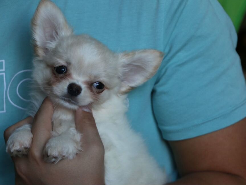 Яркий мальчишка чихуахуа