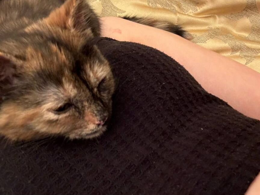 Кошка 2 месяца