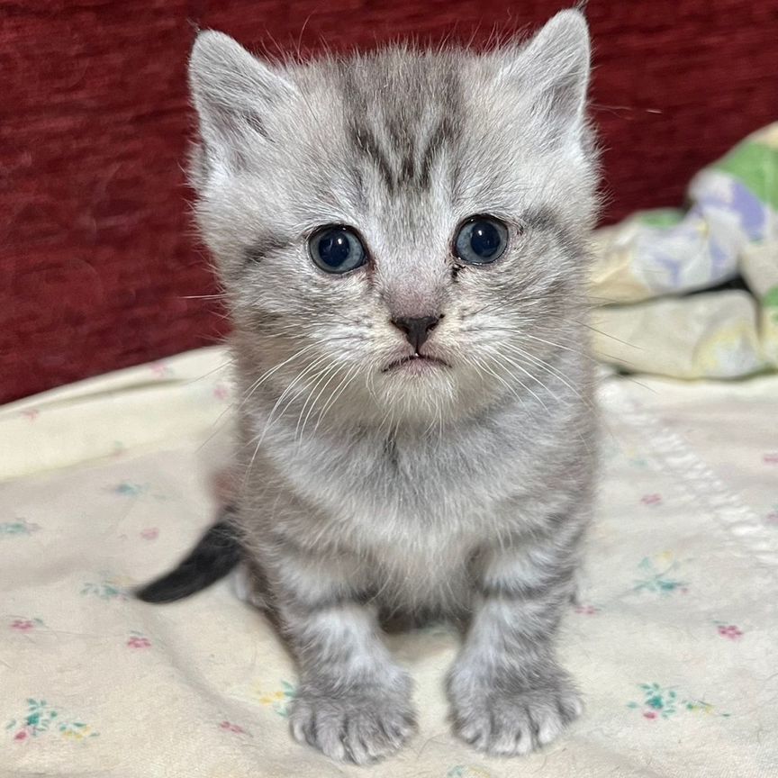 Британский короткошёрстный котёнок