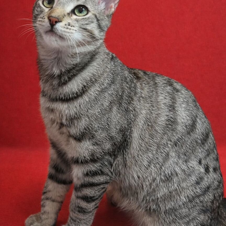 Европейский короткошёрстный котёнок