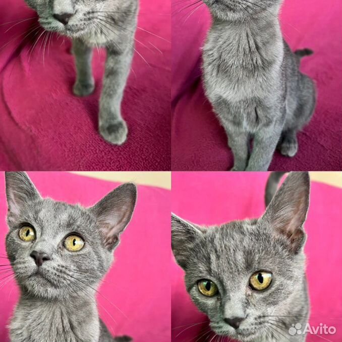 Котята в добрае руки порода сиамская