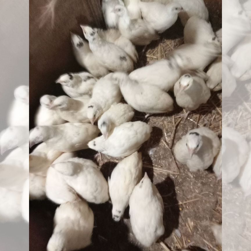 Перепела и мясо и яйцо